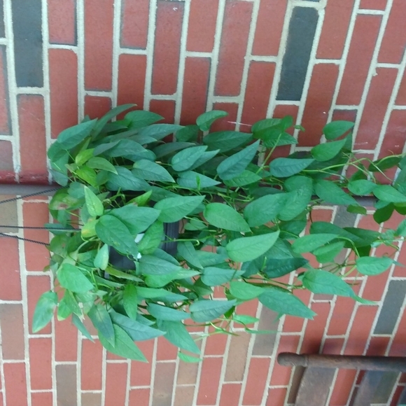 Other | Copy Beautiful Trailing Pothos Cebu Blue Plant | Poshmark